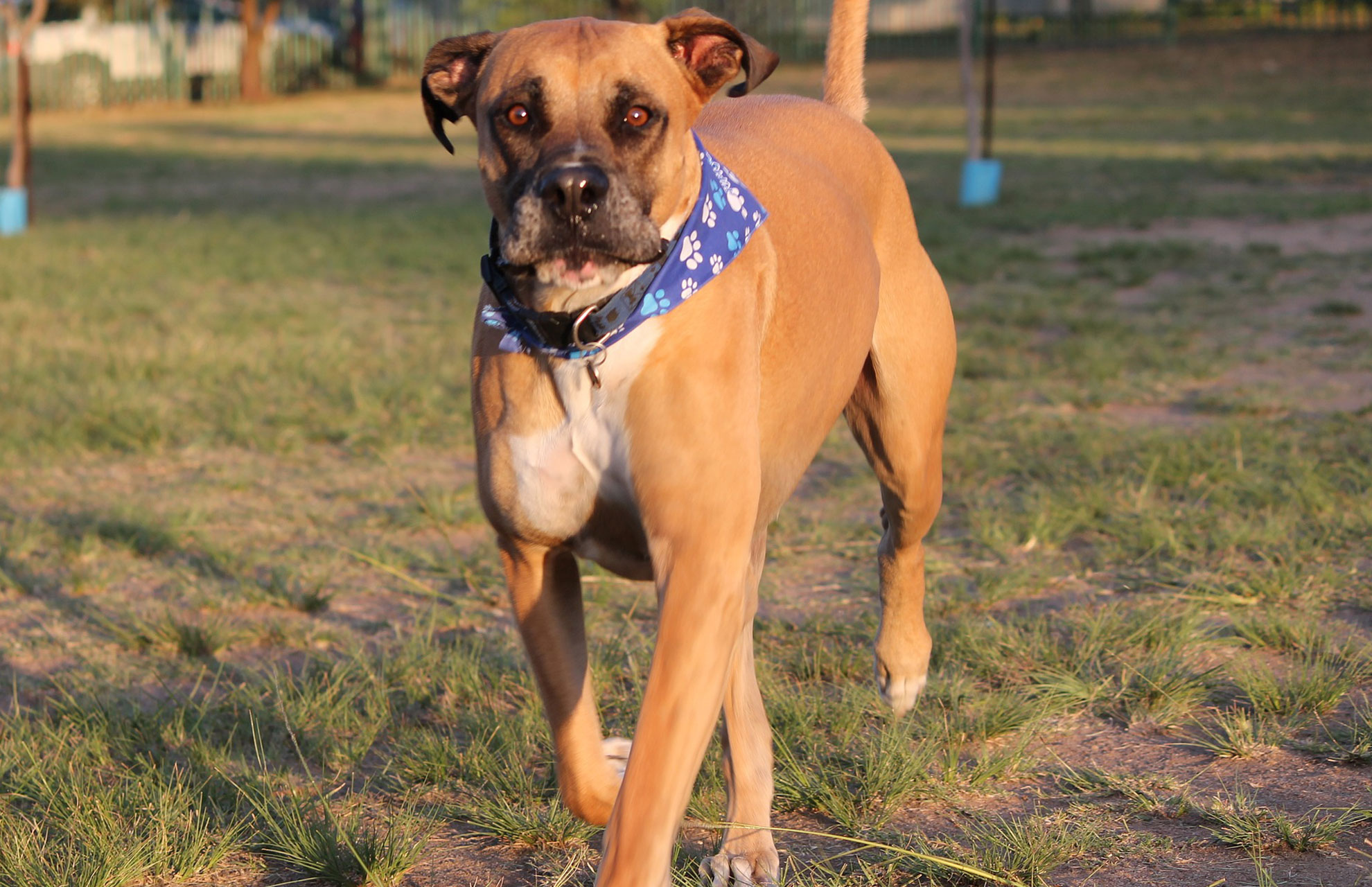 7 Guard Dog Breeds for You and Your Family’s Protection - Corinthians ...