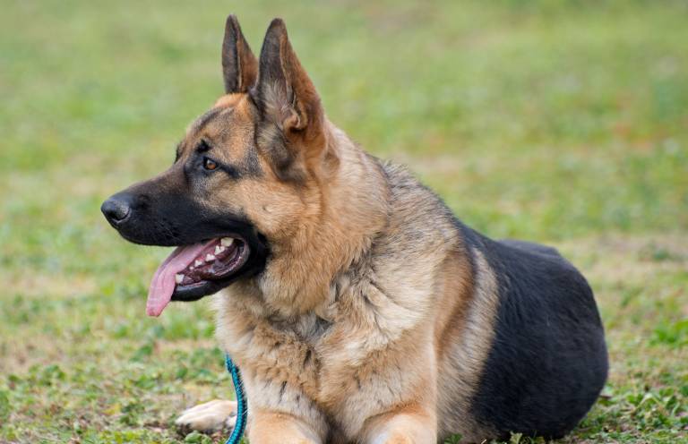 10 Guard Dog Breeds for You and Your Family’s Protection - Corinthians ...
