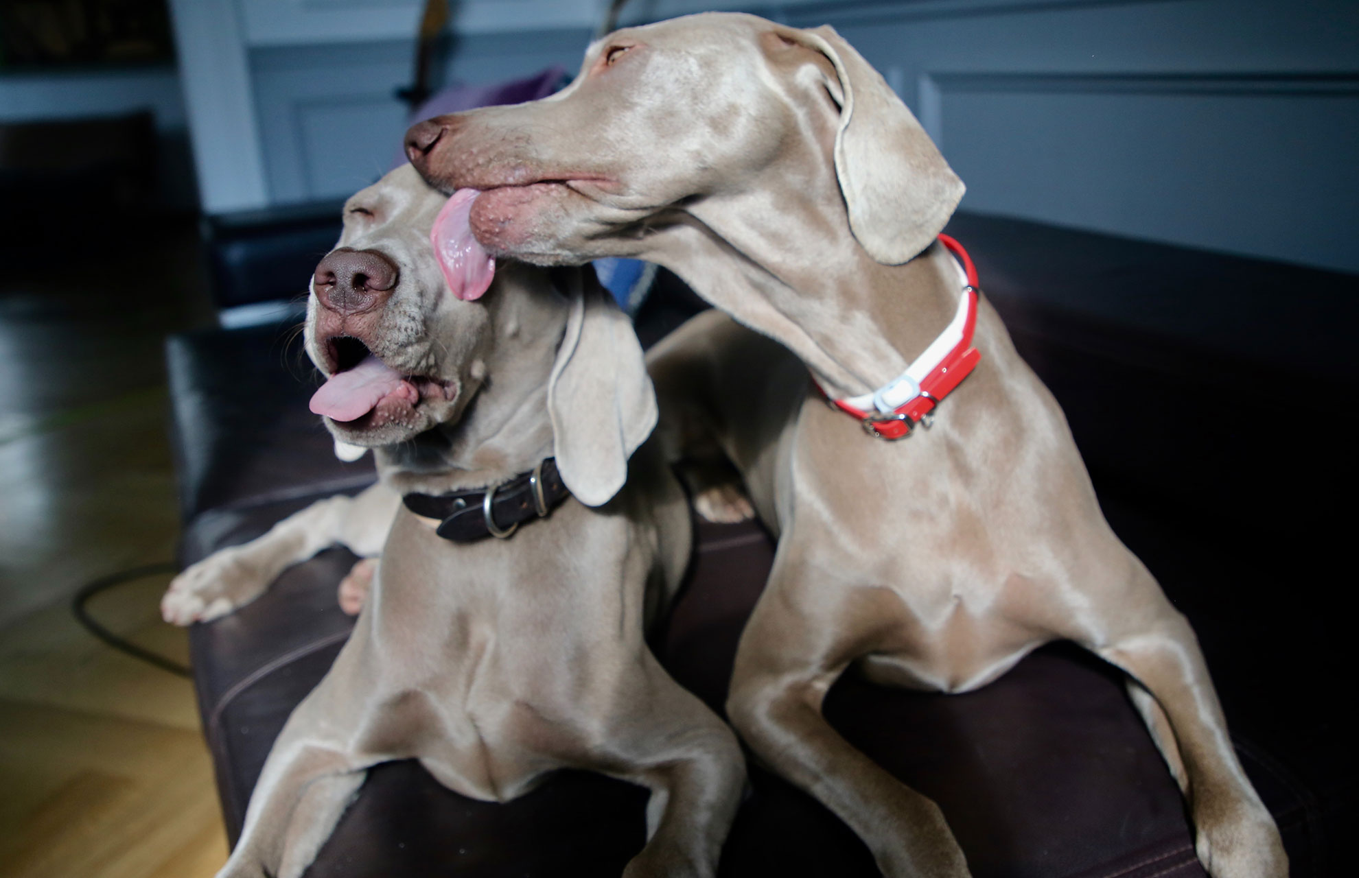 7 Guard Dog Breeds for You and Your Family’s Protection - Corinthians ...