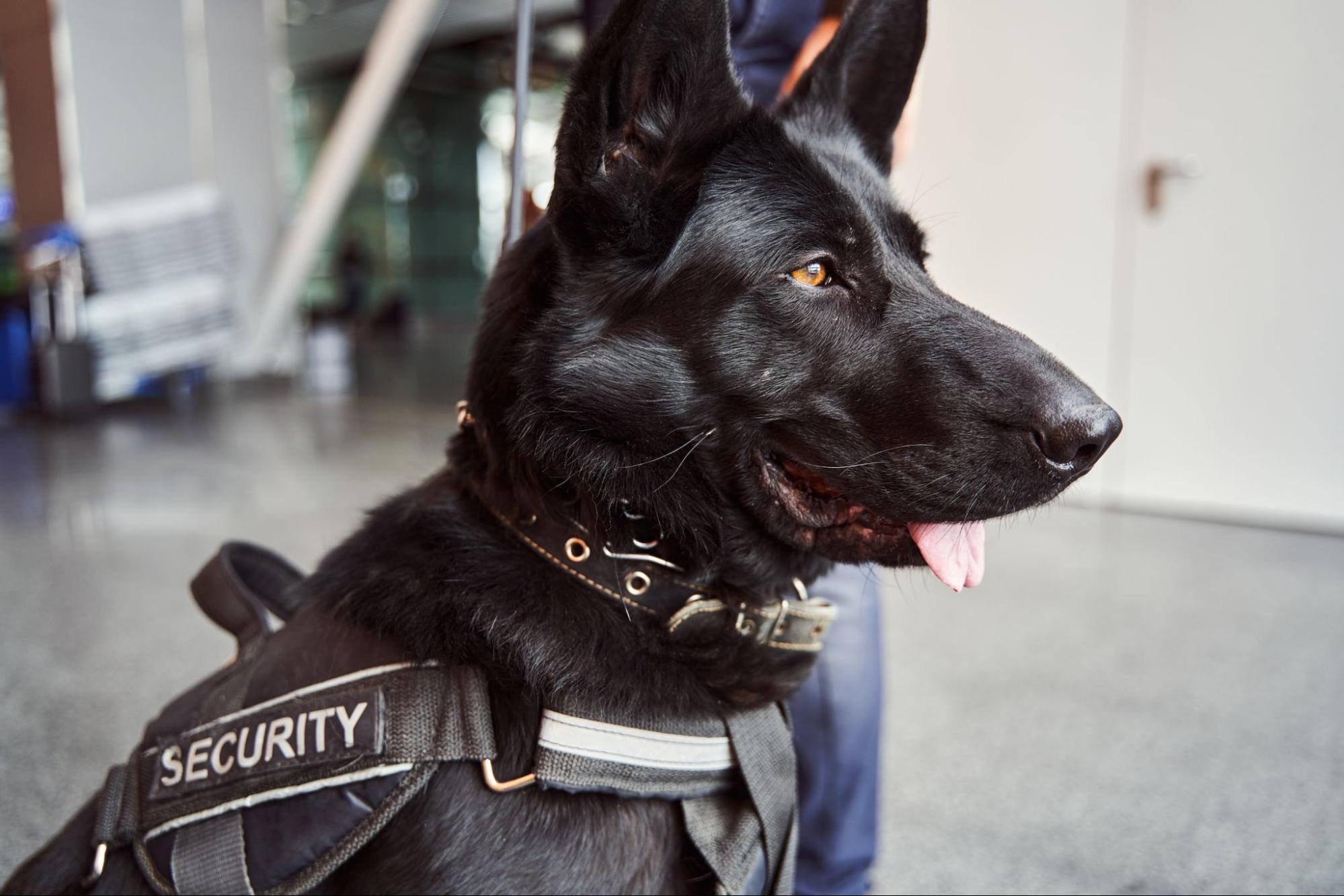 10 Security Dogs Misconceptions: Separating Fact from Fiction ...